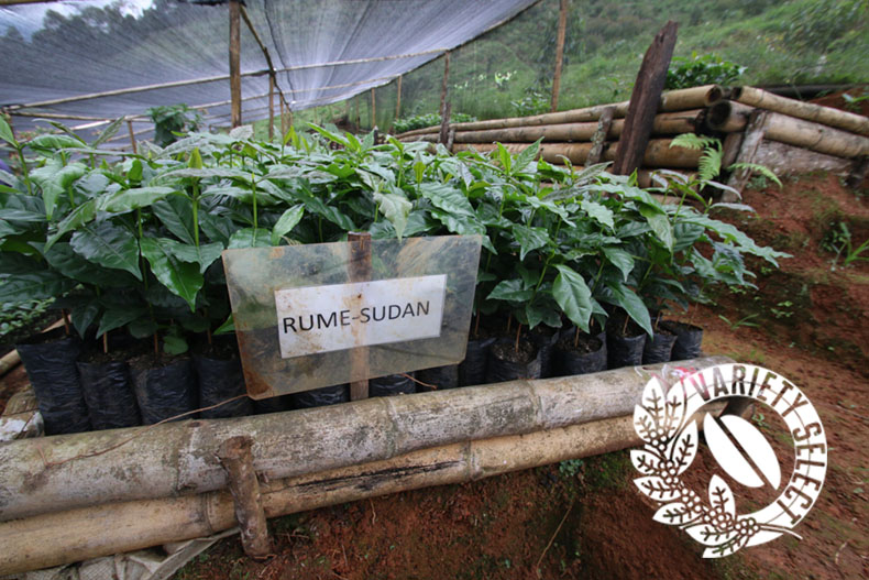 Cafe Imports | Introducing: Variety Select Project